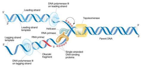 Topic 2 7 Dna Replication Transcription And Translation Amazing World Of Science With Mr Green