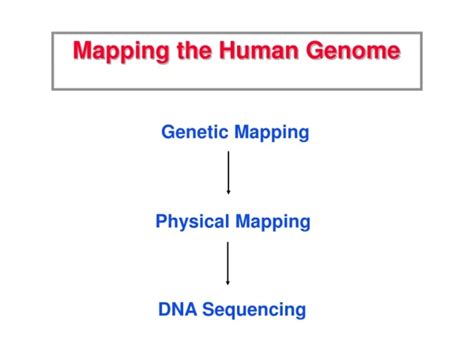 PPT GENOME MAPPING PowerPoint Presentation Free Download ID 5876156