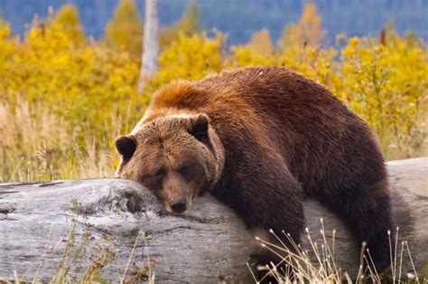 How Do Different Animals Sleep Sleep Foundation