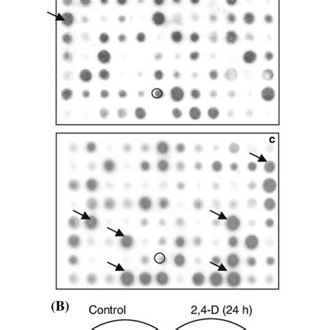 A Cdna Array To Study Differential Expression Of Genes Data Of One