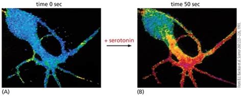 Cell Signalling II STOPPED AT SLIDE Flashcards Quizlet