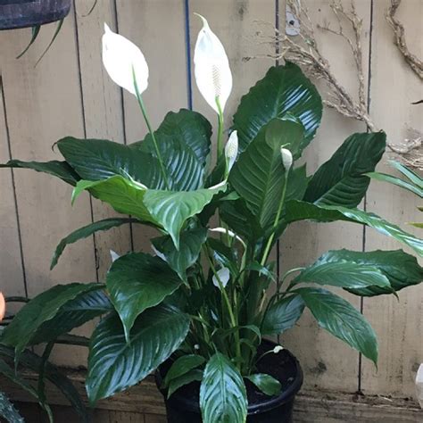 30 Best Types Of Peace Lily Spathiphyllum Varieties