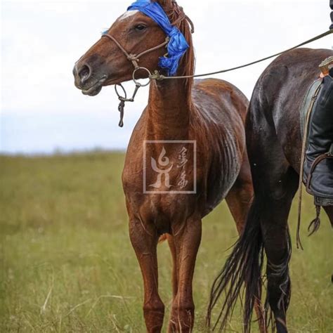 •Монгол хээр•