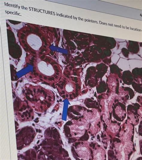 Identify The Structures Indicated By The Pointers