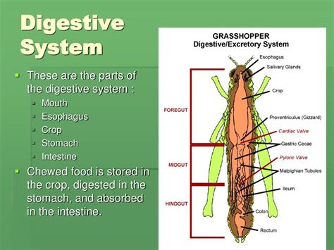 Ppt Dissection Of A Grasshopper Powerpoint Presentation Free Download Id 6337076