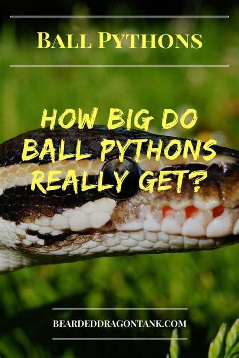 How Long Do Ball Pythons Get No Need To Be Afraid Beardeddragontank
