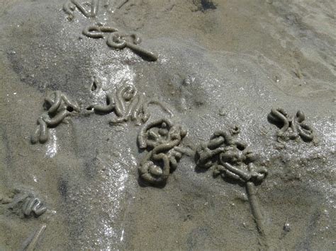 Segmented Worms Learn About Nature