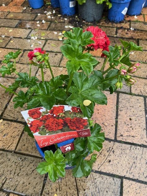 Geranium Ivy Dark Red 140mm The Garden Feast