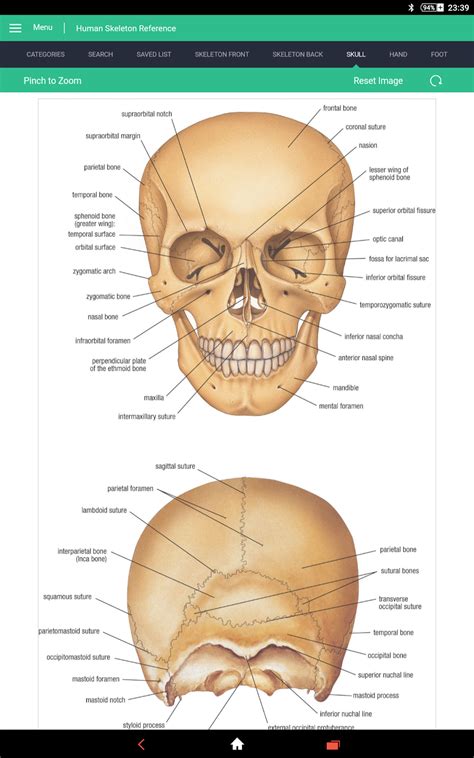 Human Skeleton Reference Guide Apk Pour Android Télécharger