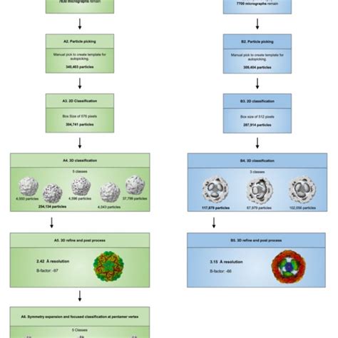 Figure Supplement 2 Cryo Em Processing Workflow The Processing Download Scientific Diagram