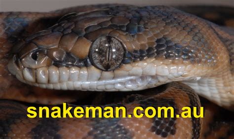 Hybrid Python On Tumblr Hybrid Python On Tumblr
