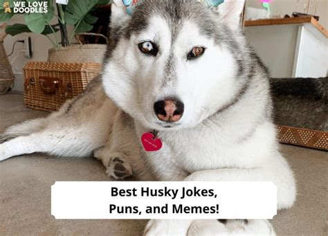 Best Husky Jokes Puns And Memes