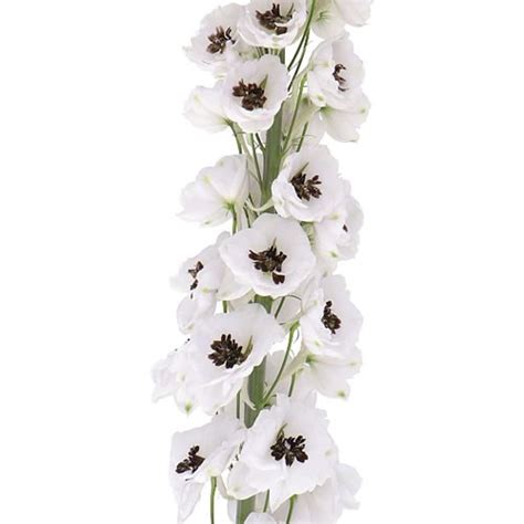 Delphinium Dewi Spijker 80cm Wholesale Dutch Flowers And Florist Supplies Uk