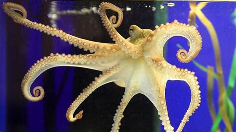 Man Gets Life For ‘octopus Murder Au — Australias Leading