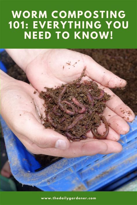 Worm Composting Everything You Need To Know