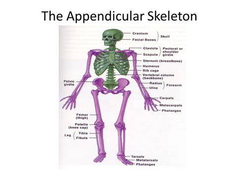 Lower Appendicular Skeleton