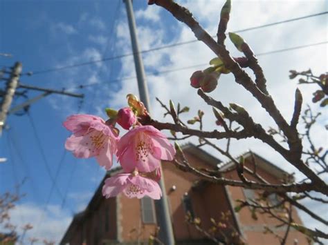 河津桜 開花 momokaの部屋