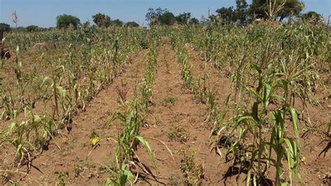 Intercropping Sorghum And Legumes Can Give 35 60 Per Cent More Profit Than Maize Bean System