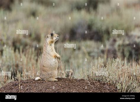 White Tailed Prairie Dog Cynomys Leucurus At Burrow Arapaho