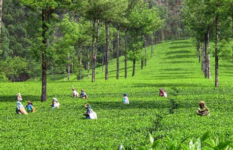 茶喝太多的壞處 廖長興茶業