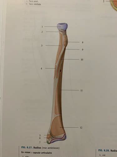 Radius Vue Antérieure Cartes Quizlet