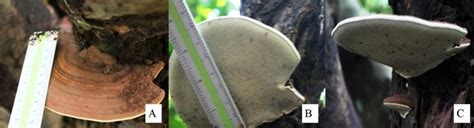 Characteristics Of Macroscopic Identification Of Ganoderma Sp 2 Download Scientific Diagram