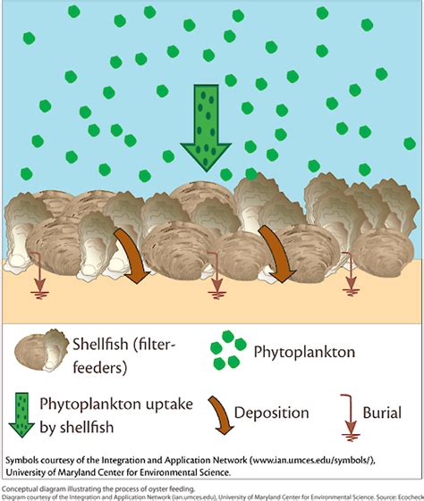 Benthic Pelagic Coupling Media Library Integration And Application