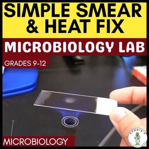 Simple Staining And Heat Fix Lab Bacterial Morphology High School Microbiology