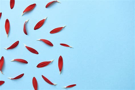 파란색 파스텔 배경에 붉은 꽃잎과 창조적 인 배경 복사 공간 봄 컨셉 여성의 날 어머니의 날 발렌타인 데이 결혼식 생일을위한 인사말 카드 플랫 레이 상단 보기 0명에 대한