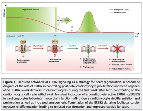 Our Editorial Article On Cardiac Regeneration Is Out In Cell Cycle Duvas Lab