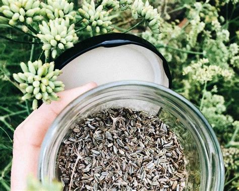 Zen And The Art Of Seed Flinging By Casey Lister