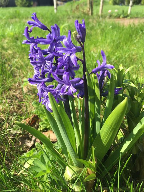 Гиацинт | Water hyacinth, Muscari, Plants