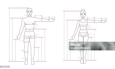 성인 인체 크기 차트 옷을 테일러링하기위한 측정 남자 여자의 측정 한 쪽 팔을 벌리고 전체 길이로 서 있는 사람들 인체에 대한 스톡 벡터 아트 및 기타 이미지 Istock