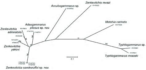 Unrooted Ml Tree With Bootstrap Support Values Based On The Mt Cox1 Download Scientific Diagram