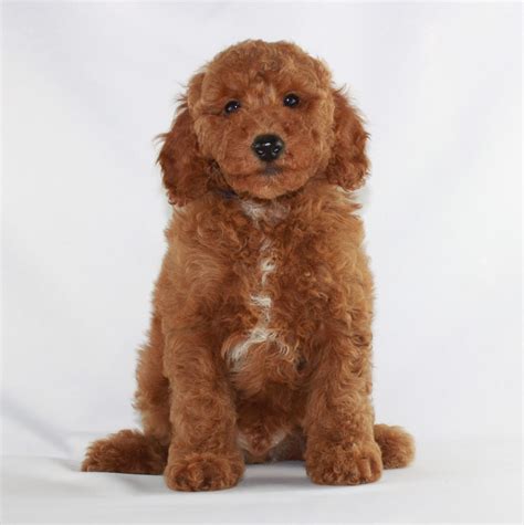 Red Toy Poodle London