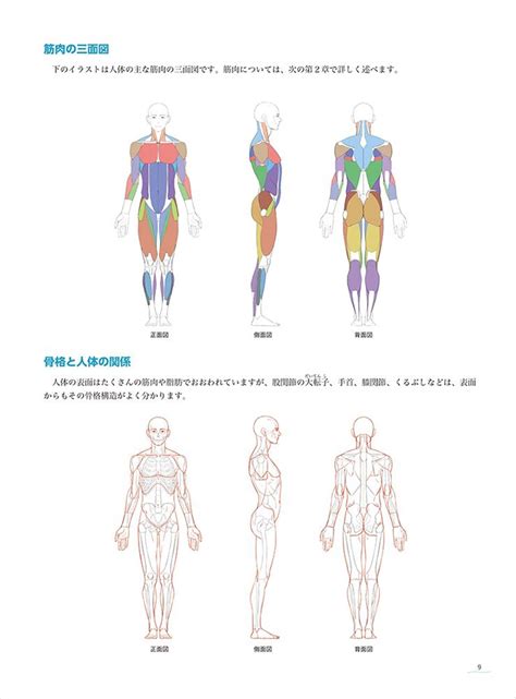 人体の構造と動き 描き方入門 人体を描くうえで重要なポイントを完全解説 ホビージャパンの技法書