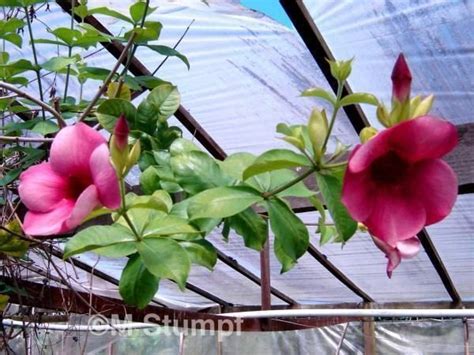 Alamanda Rosa Allamanda Blanchetti Fazfácil Jardim Plantas