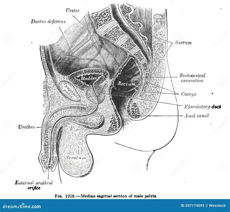 Anatomy Drawing And Text Of The Sagittal Section Of The Male Pelvis