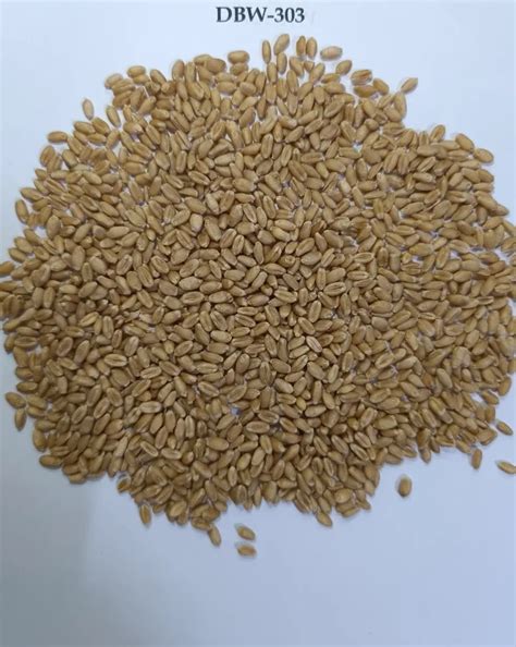 Natural Dbw 303 Wheat Seed At ₹ 32kg In Maur Id 2854376617491