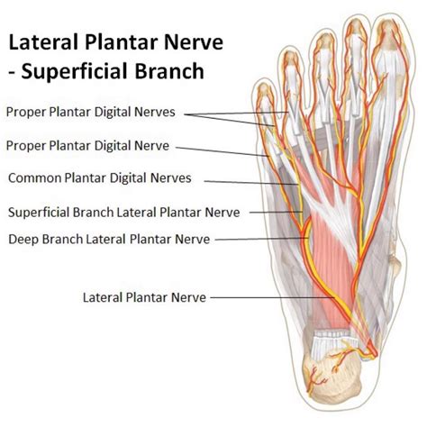 Physioosteobook Lateral Plantar Nerve Entrapment ⠀ The Facebook