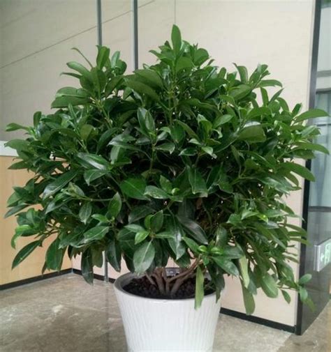 如何正确养护非洲茉莉打造出美轮美奂的繁花似锦的生长环境 花植网
