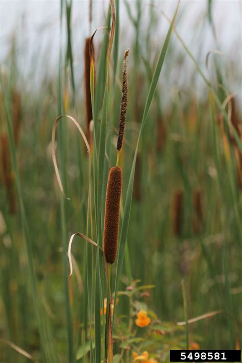 The Cryptic Cattail Invasion Uncovering The Stealthy Takeover Of The