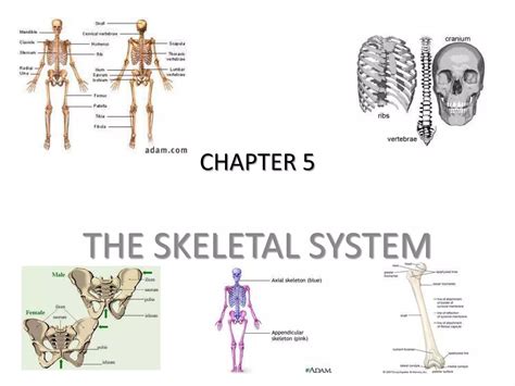 Chapter 5 The Skeletal System PPTX
