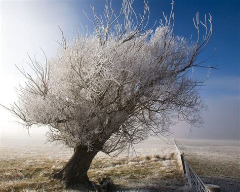Обои зимой природа Основной цвет обоев Бледный пурпурно синий