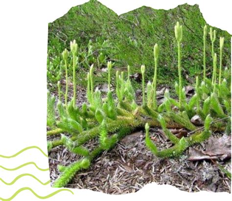 Біологія 7 клас НУШ Практична робота Порівняння будови різних представників вищих спорових рослин