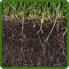 Outsidepride Centipede Grass Seed 1 Lb Slow Growing