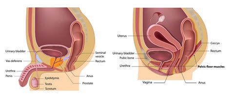 주요 비뇨기질환 1 페이지 박언비뇨의학과피부과
