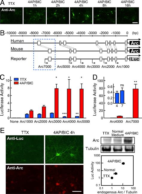 Synaptic Activity Responsive Element In The Arc Arg3 1 Promoter Essential For Synapse To Nucleus