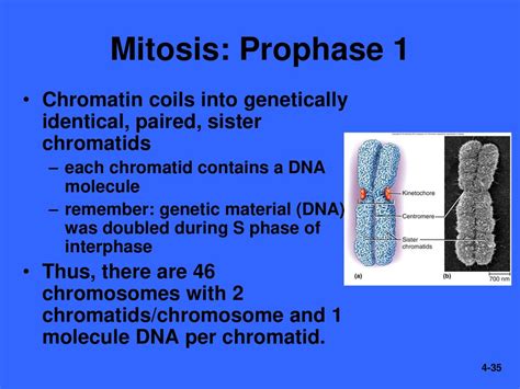 Chapter 4 Copyright C The Mcgraw Hill Companies Inc Permission Required For Reproduction Or