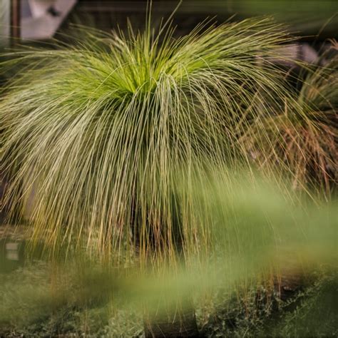 Australian Grass Tree